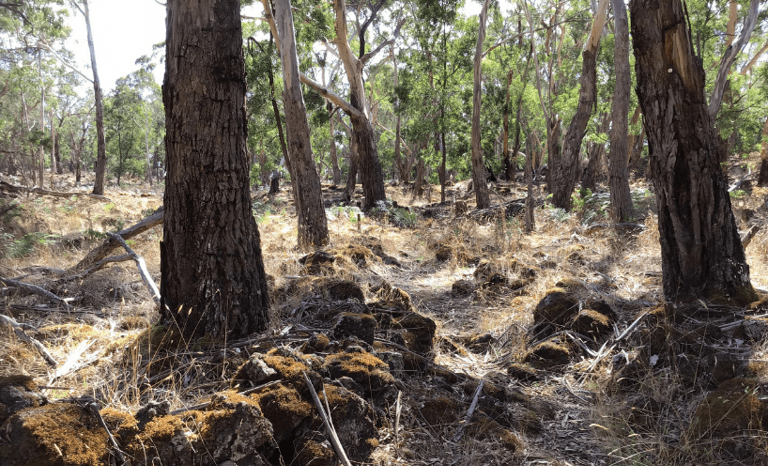 Budj Bim Cultural Landscape Recognised | aboriginalheritagecouncil.vic ...