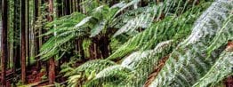 State of Victoria's Aboriginal Cultural Heritage Report ...
